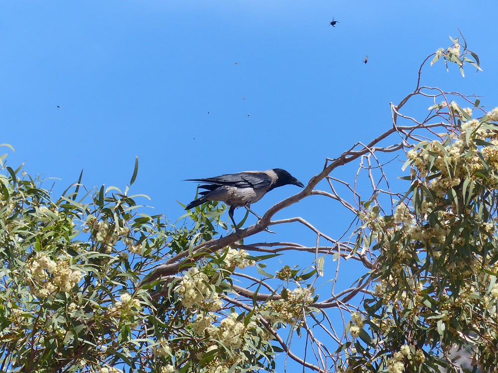 Feathers Birding Blog: Bird watching in Kos, Greece