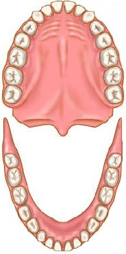APARATO DIGESTIVO LA BOCA - RESUMEN