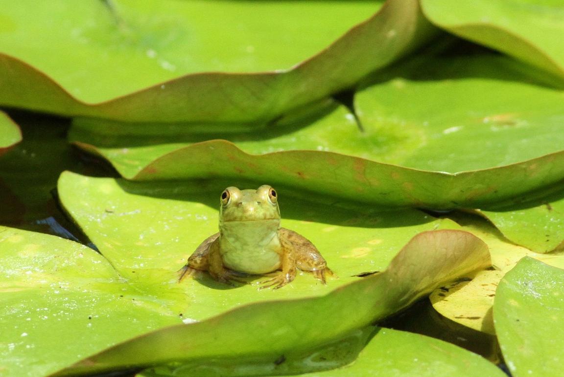 Jo's Morning Walk: The Frogs of Summer