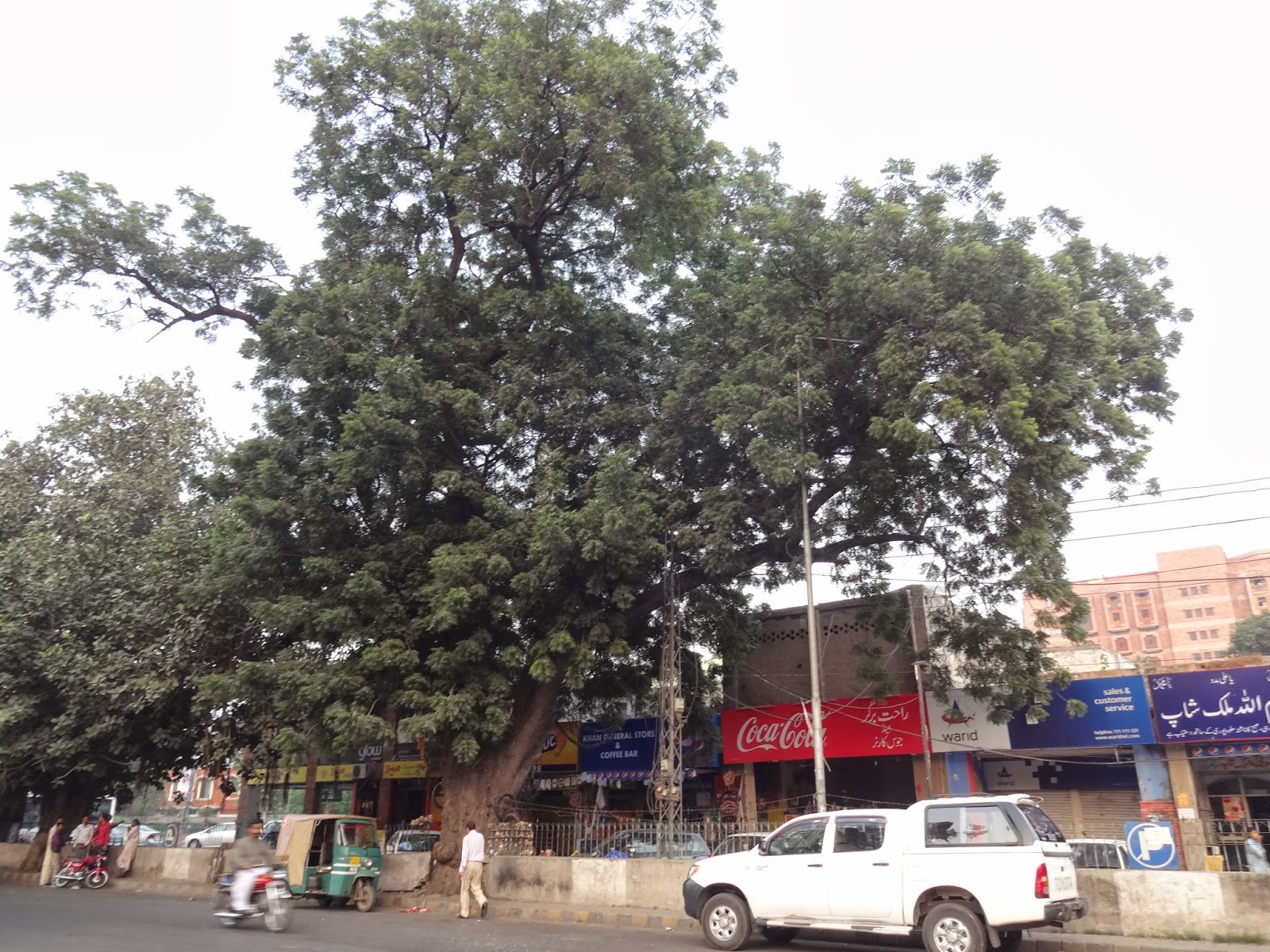 Plants of Lahore - Pakistan