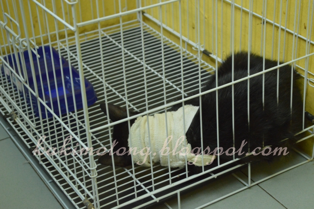 Susulan Berita Terkini Si Tompok, Kucing Yang Cedera Parah Di Leher ...