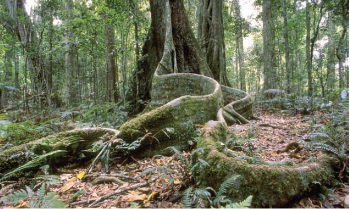 mybiologie: La racine