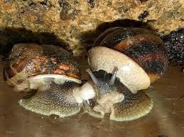 Mon escargot et moi: la reproduction de votre escargot