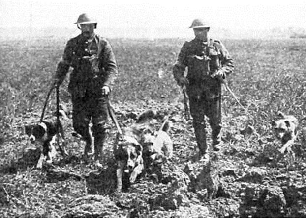 Como educar un perro: Historia de los perros