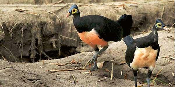 Keunikan Burung Maleo, Hewan Endemik Pulau Sulawesi - Ajaib dan Aneh