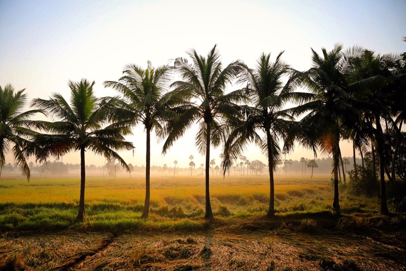 Dindi by the Godavari: A perfect holiday destination in coastal Andhra