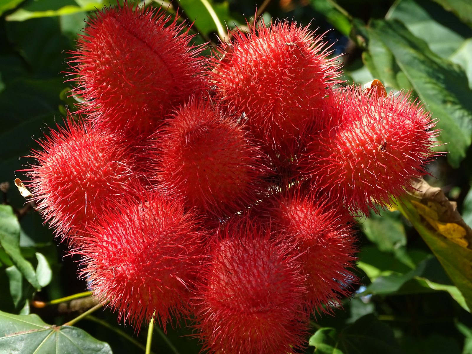 Real Monstrosities: Lipstick Tree