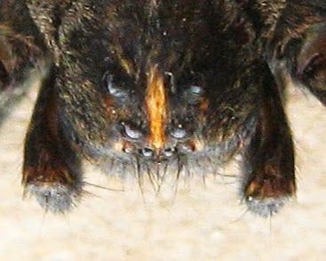 Tangled Web: Striking Spiders