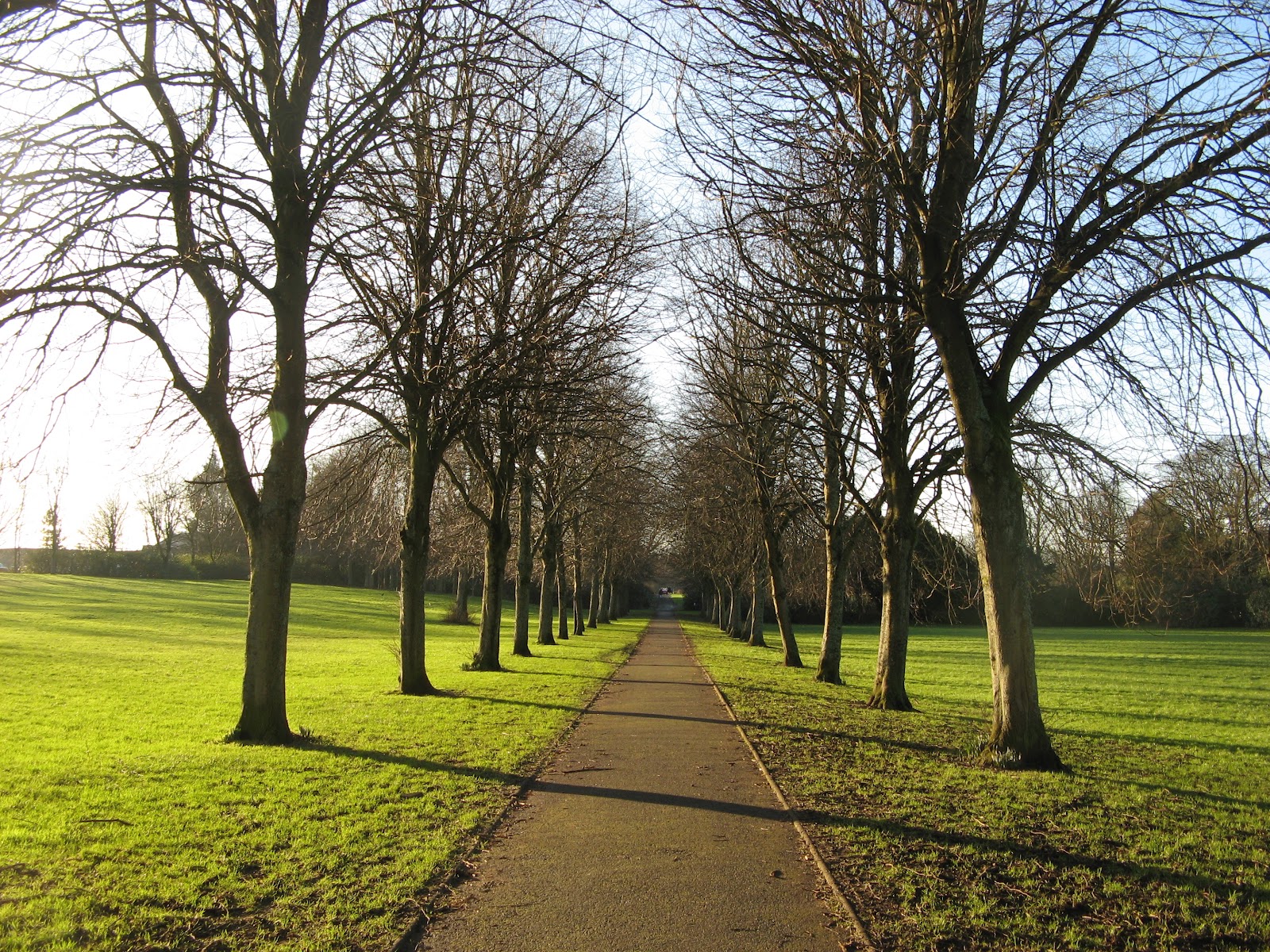 Tree Lined Pathways