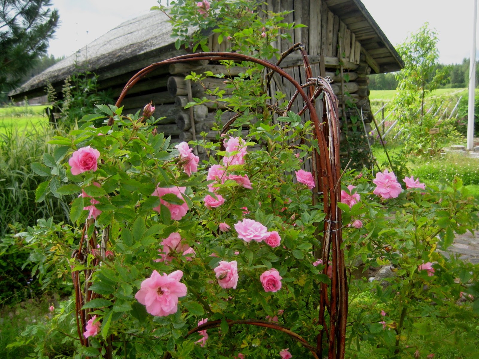 Metsätontun Ruusutarha: Valitsin ilon!