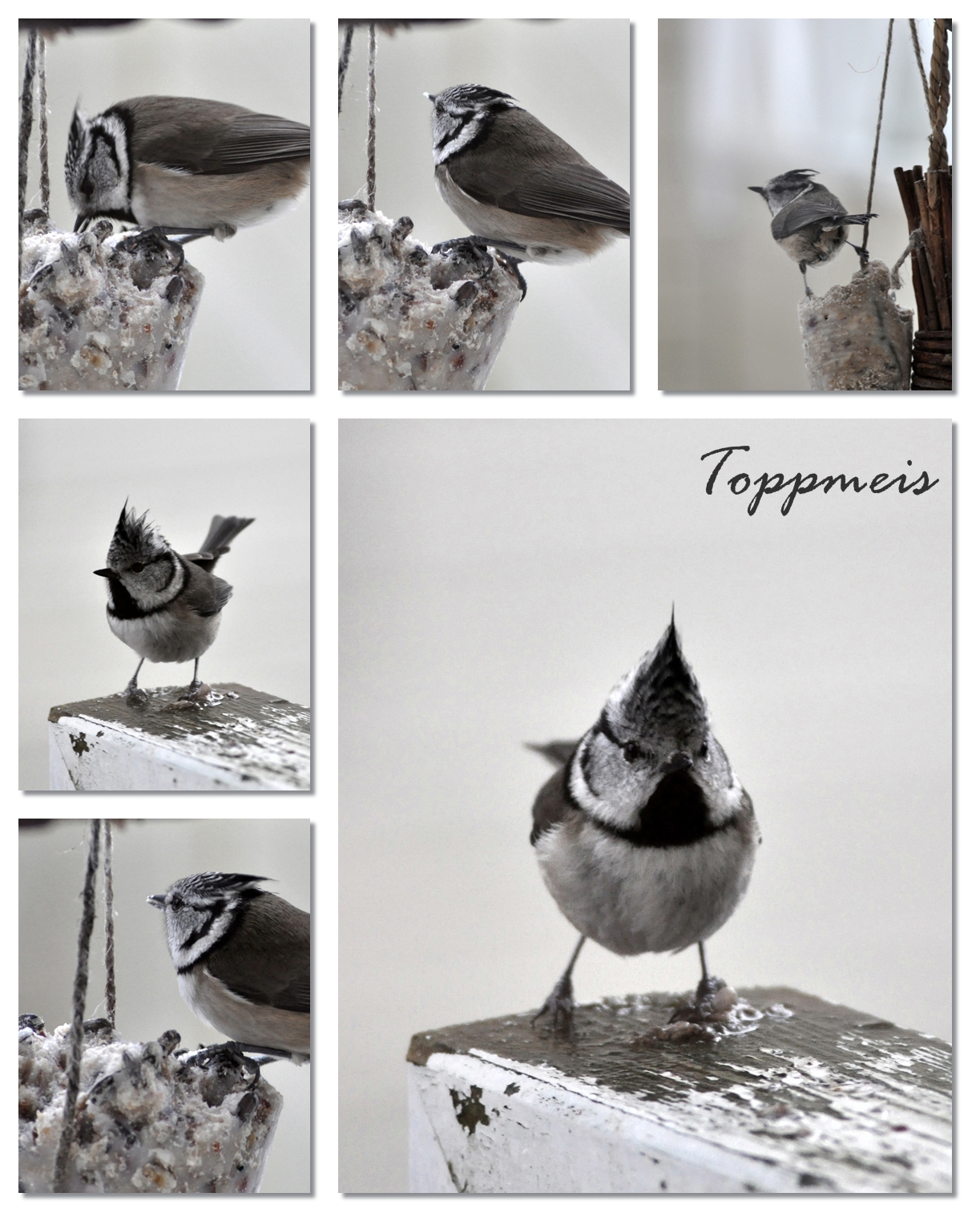 Anitas kreative side: Skitne vindu og fine fugler...