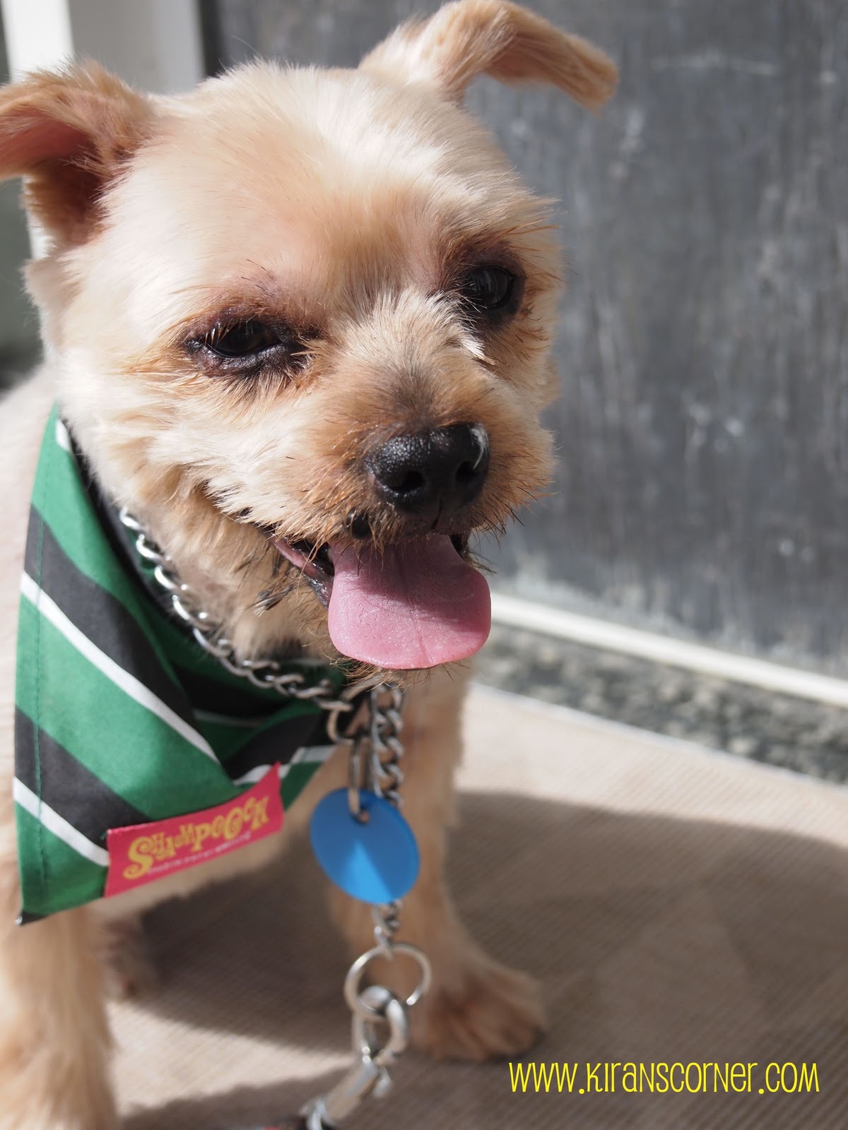 Kiran's Corner: Review of "Shampooch"- Mobile Dog Grooming!