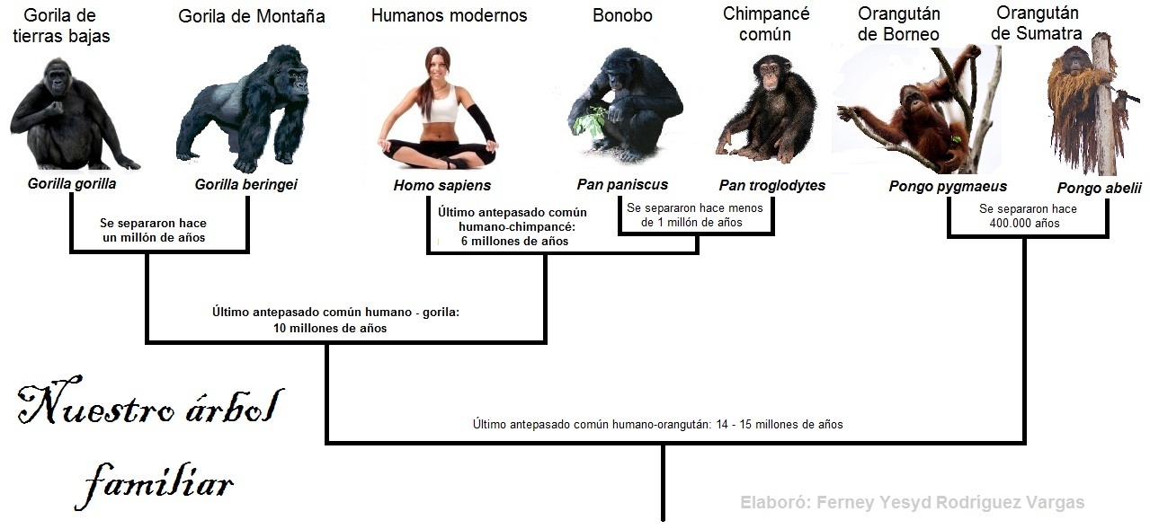 CIENCIAS BIOLOGICAS: TEORIA DEL ANCESTRO- CHARLES DARWIN