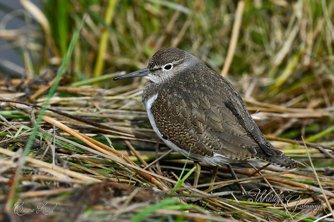 WILDLIFE GATEWAY: Chevalier guignette