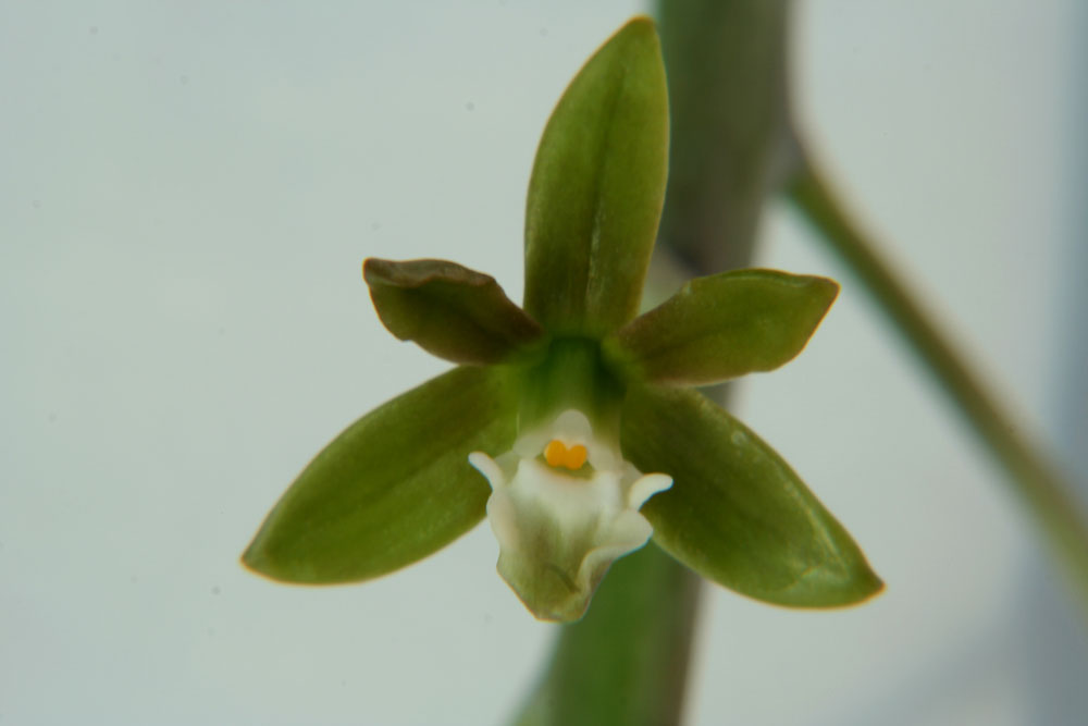 Asociación Jalisciense de Orquideología: Descripciones de Plantas (O a P)