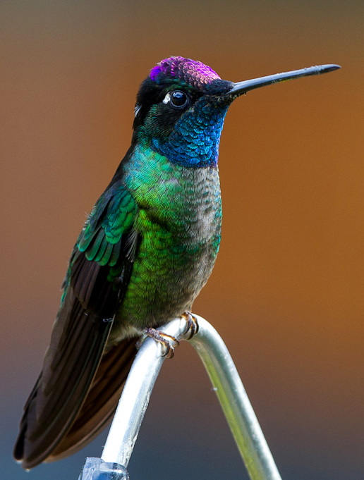 Bellas Aves de El Salvador: Eugenes fulgens (colibrí magnífico)
