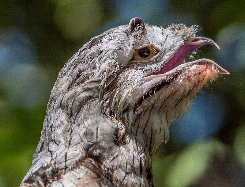 TVL: Ave da semana - Urutau