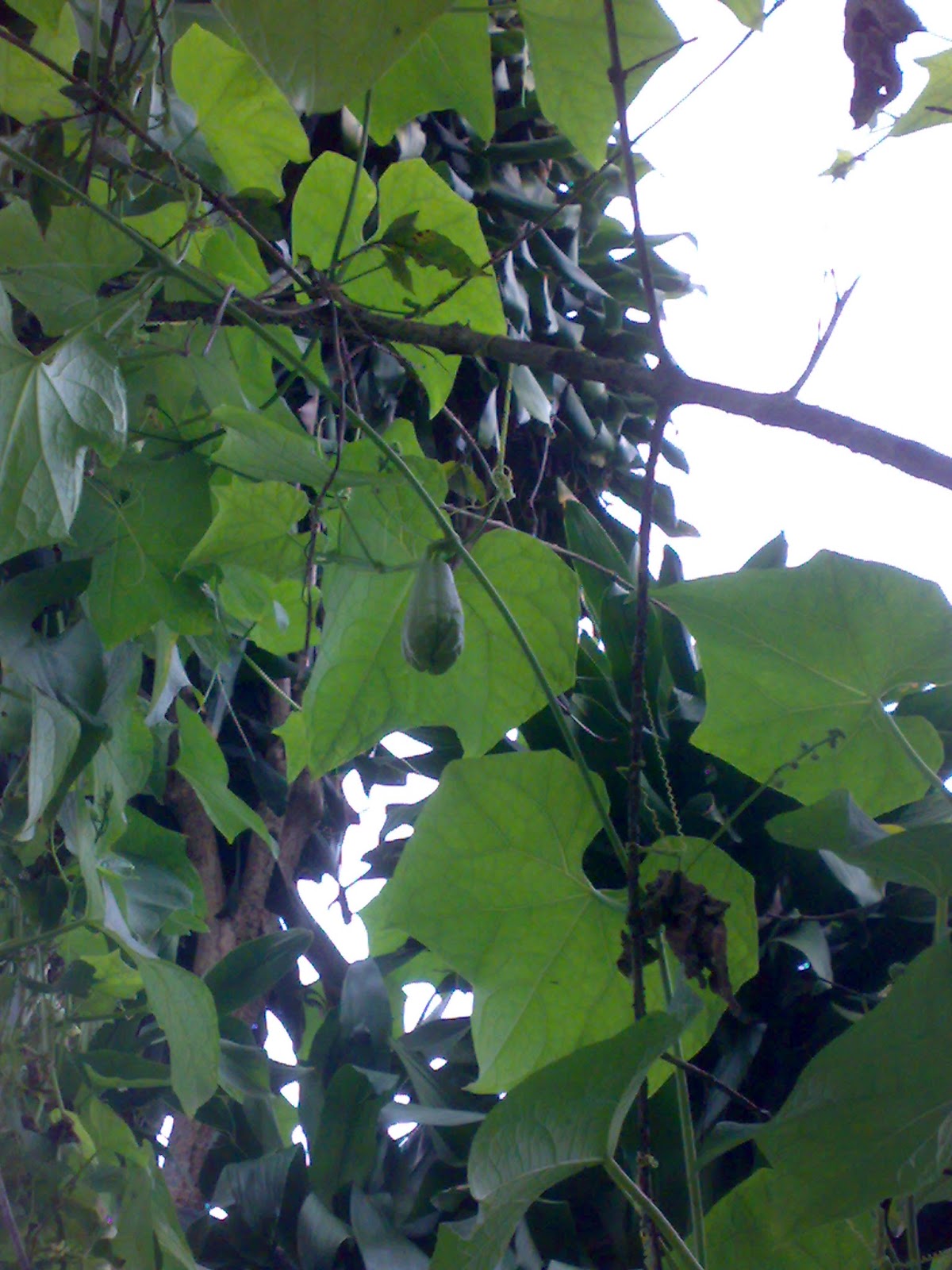 Backyard Gardening: Planting Chayote or Sayote