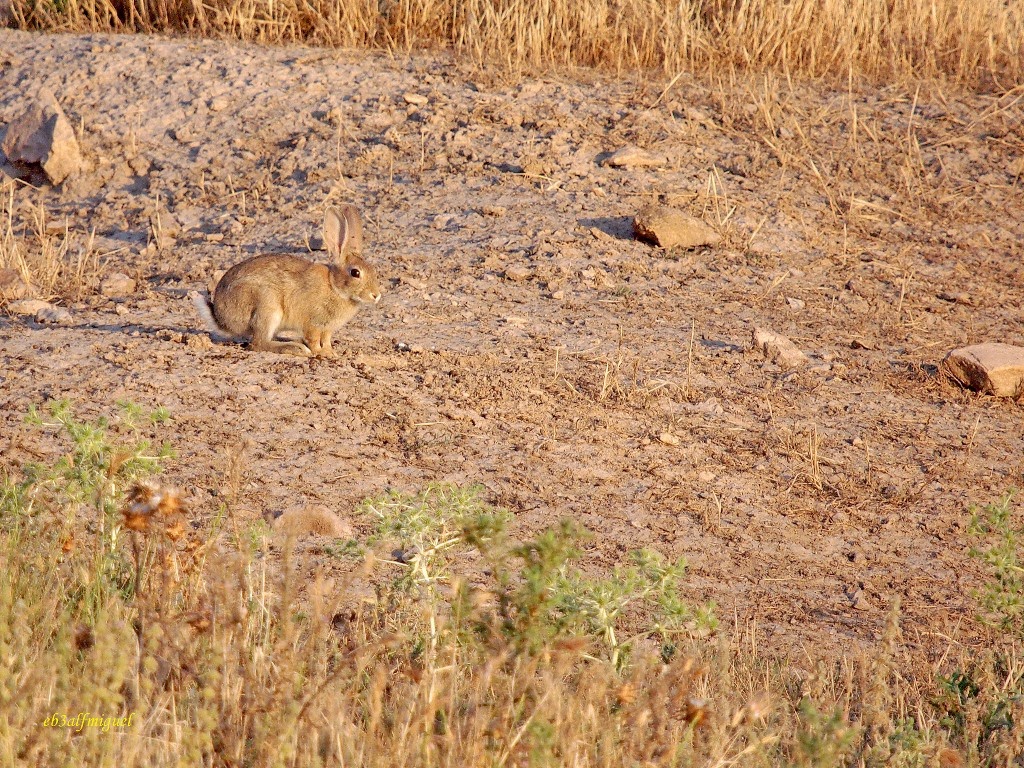 Miguel fotografia: Conejo común o europeo (Oryctolagus cuniculus)