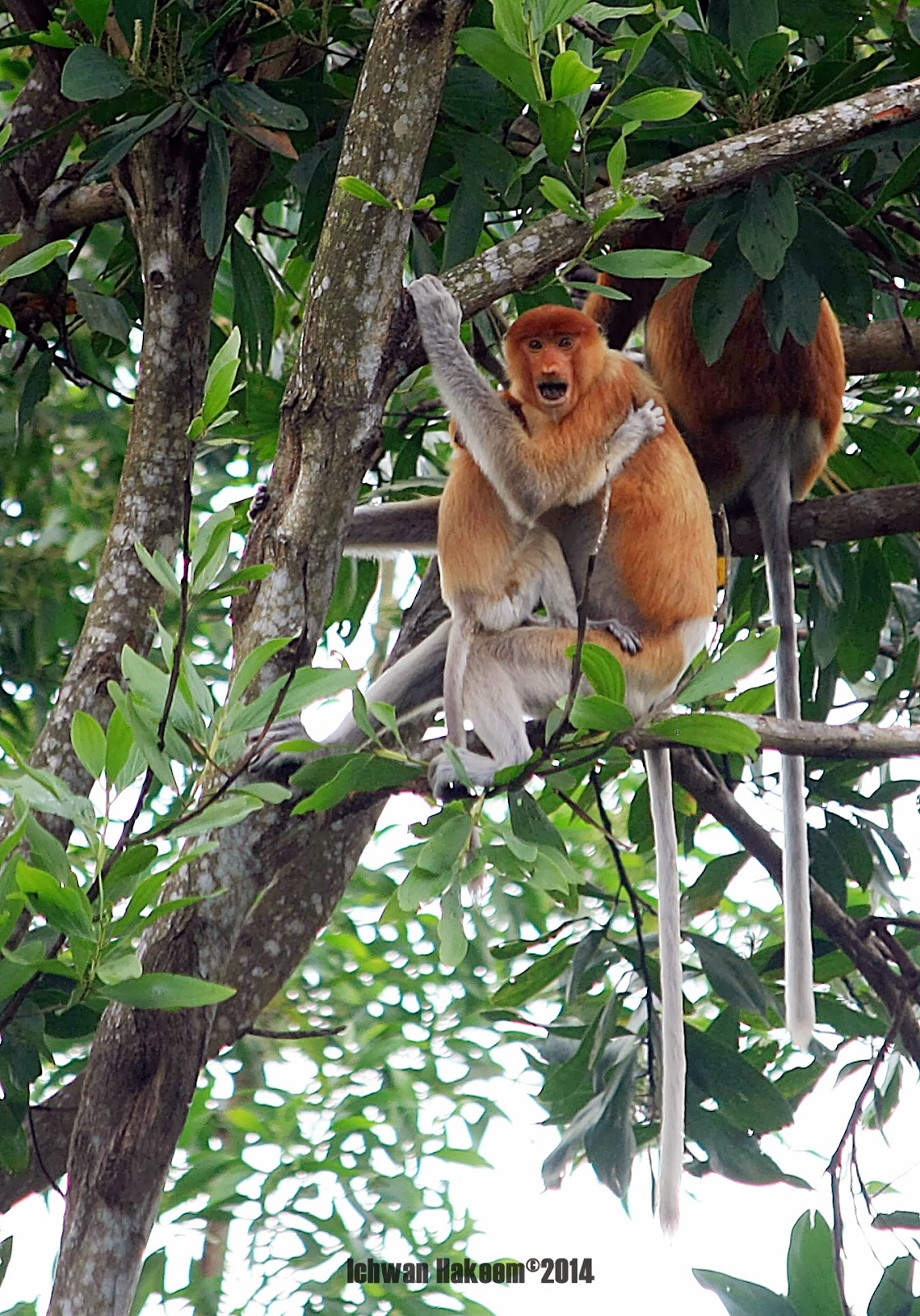 Photo 120 : Bekantan dan bayinya | BEKANTAN -WILD INDONESIA