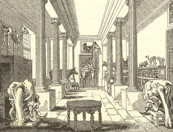 Why do museums collect?