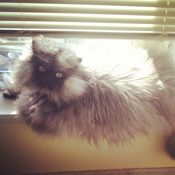 Colonel Meow is the world's angriest cat (15 pics) | Amazing Creatures