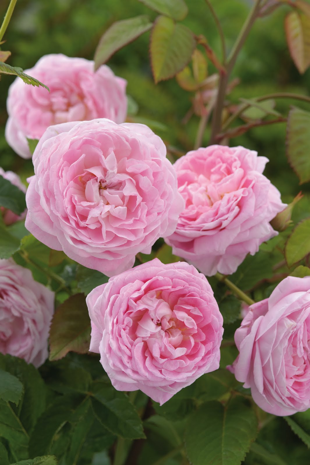 Bay Area Tendrils: David Austin Roses New Introductions: Chelsea Flower ...