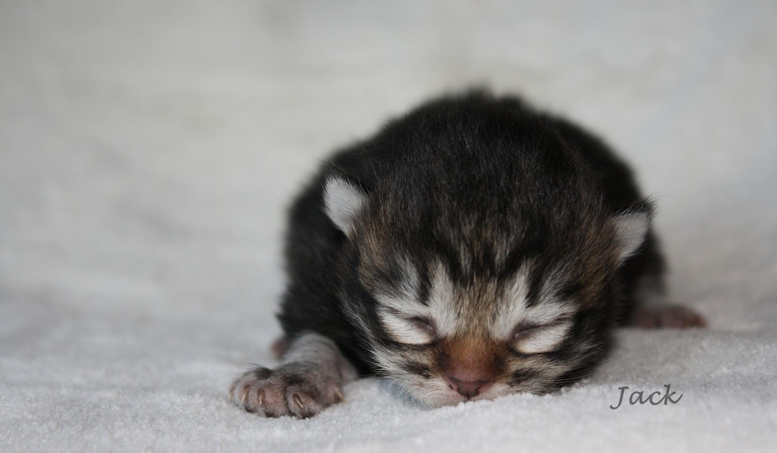 Midnightstar Siberians: Kittens - 1 week old