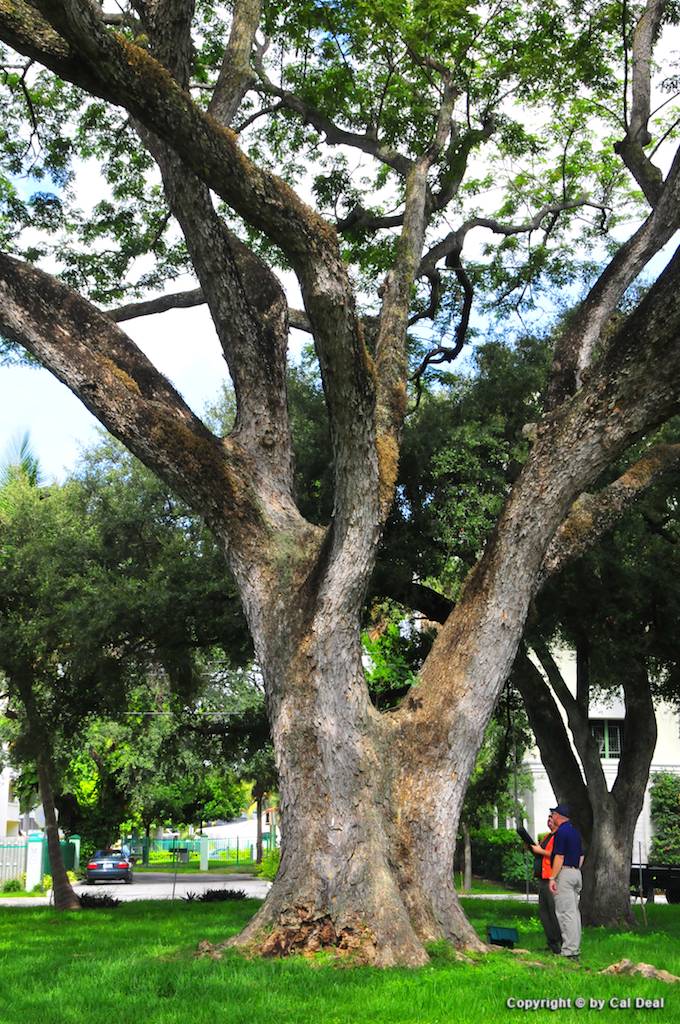 Gene's Green Scene: Tree Thursday - Raintree