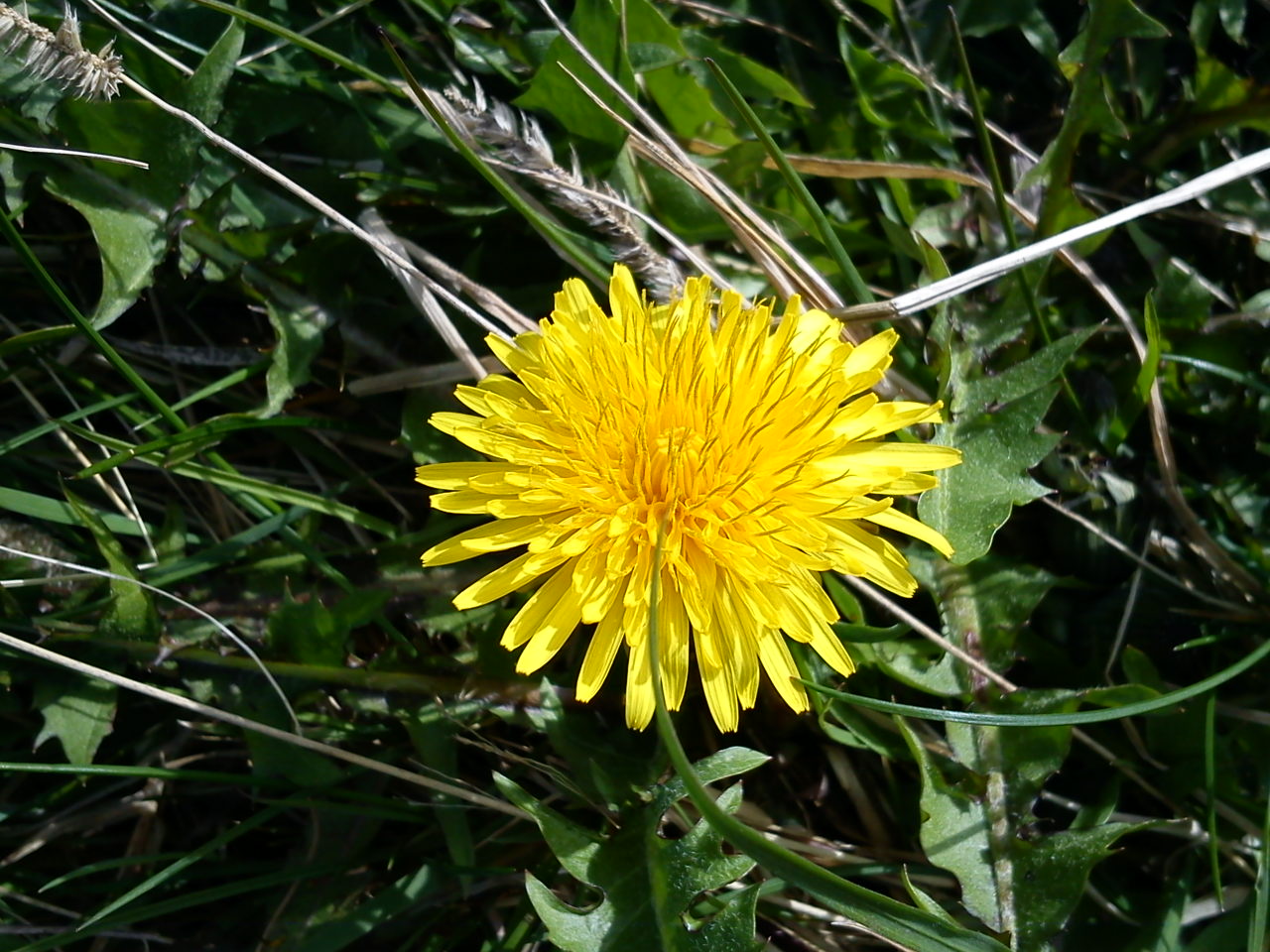 Nourish and Flourish with Fiona: Happy Dandelion Day!