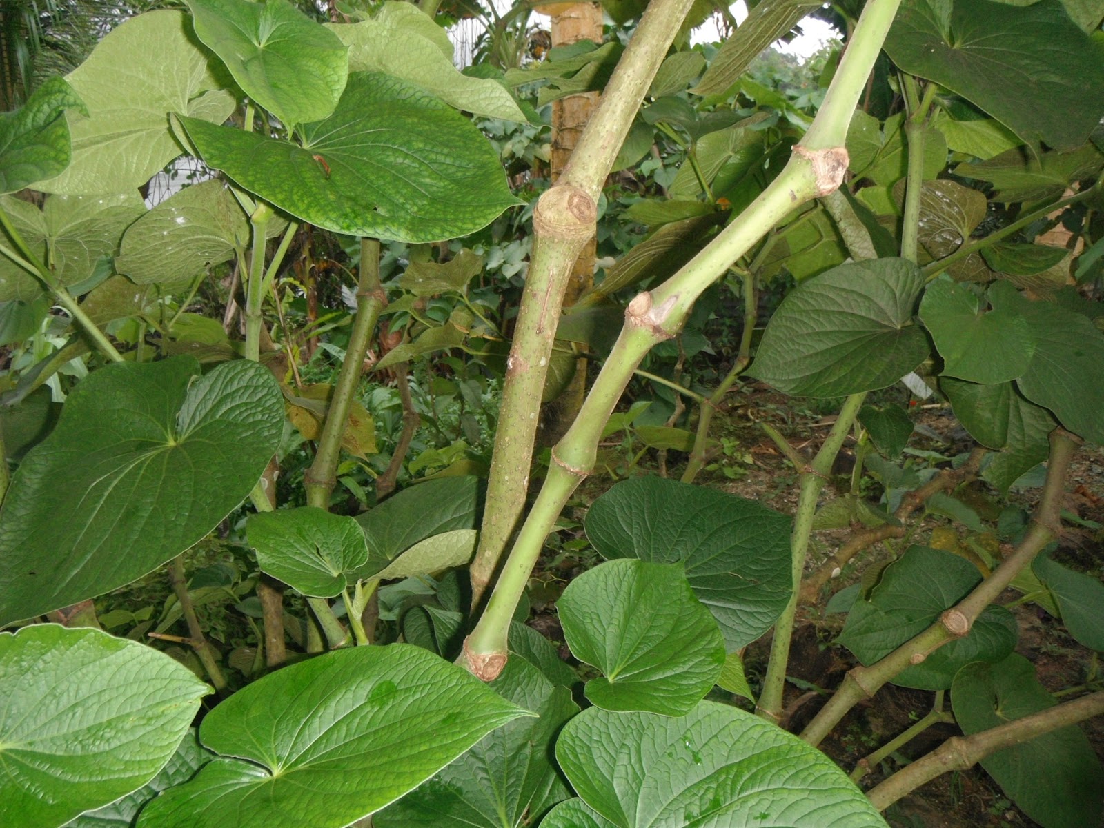 Chris Fredrick: Importance of Sakau