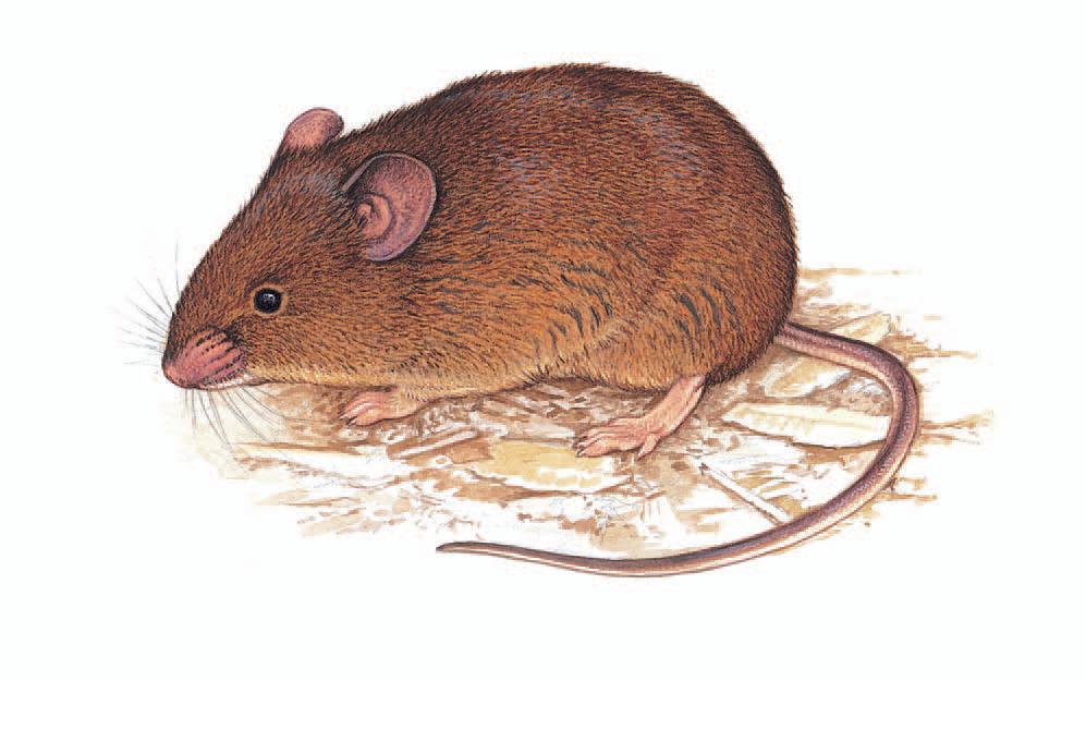 Argentina nativa: Ratón del monte (Akodon cursor)