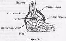 skeletal system | HUMAN ANATOMY