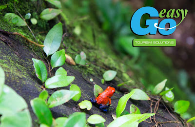 Tourism Solutions Costa Rica - Go Easy: Ranarium Tour in Costa Rica ...