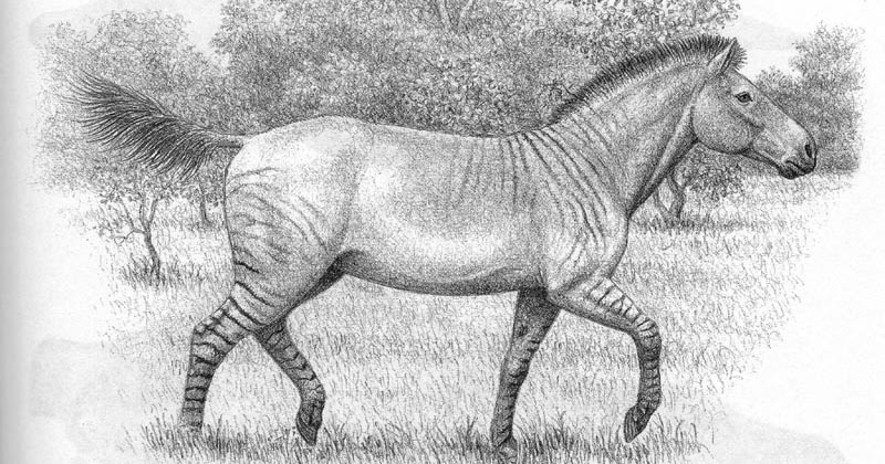 Biología y Geología 1º Bachillerato Rusiñol: HIPPARION