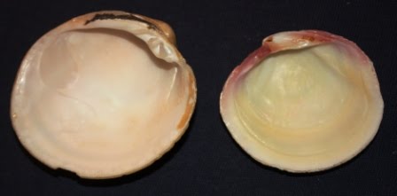 colectia de scoici: Colectia de SCOICI MARINE