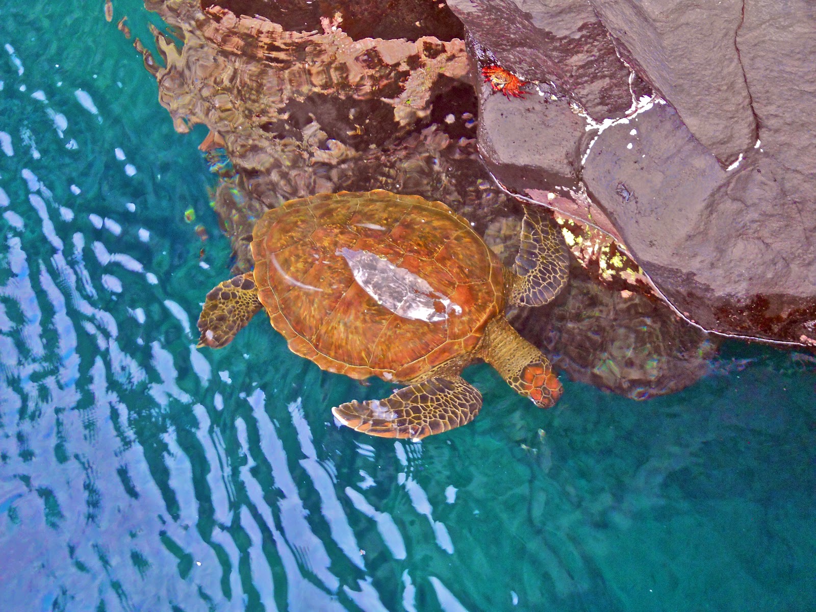 Nature Photography: Galapagos Reptiles & Turtles