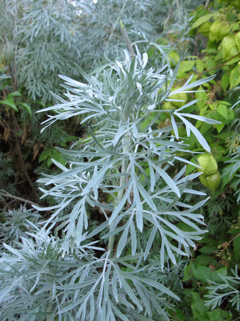 Species of UK: Week 37: Wormwood (‘Artemisia absinthium’)