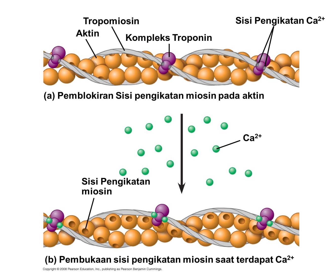 Gambar 4. Pembukaan Sisi Pengikatan Miosin oleh ion Ca