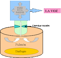 USO Y MANEJO DE LA VOZ : ¿CÓMO SE PRODUCE LA VOZ?