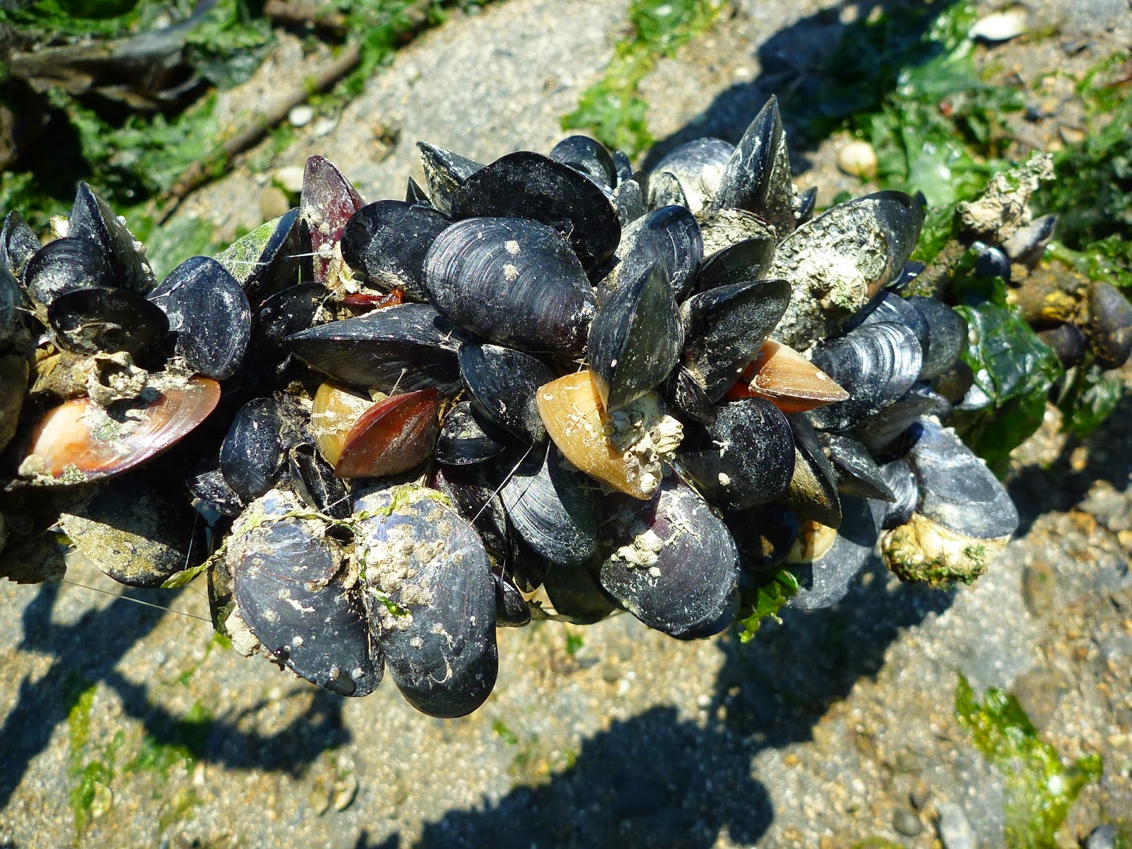 Buzz's Marine Life of Puget Sound: HOPE ISLAND - HAMMERSLEY INLET - SEA ...