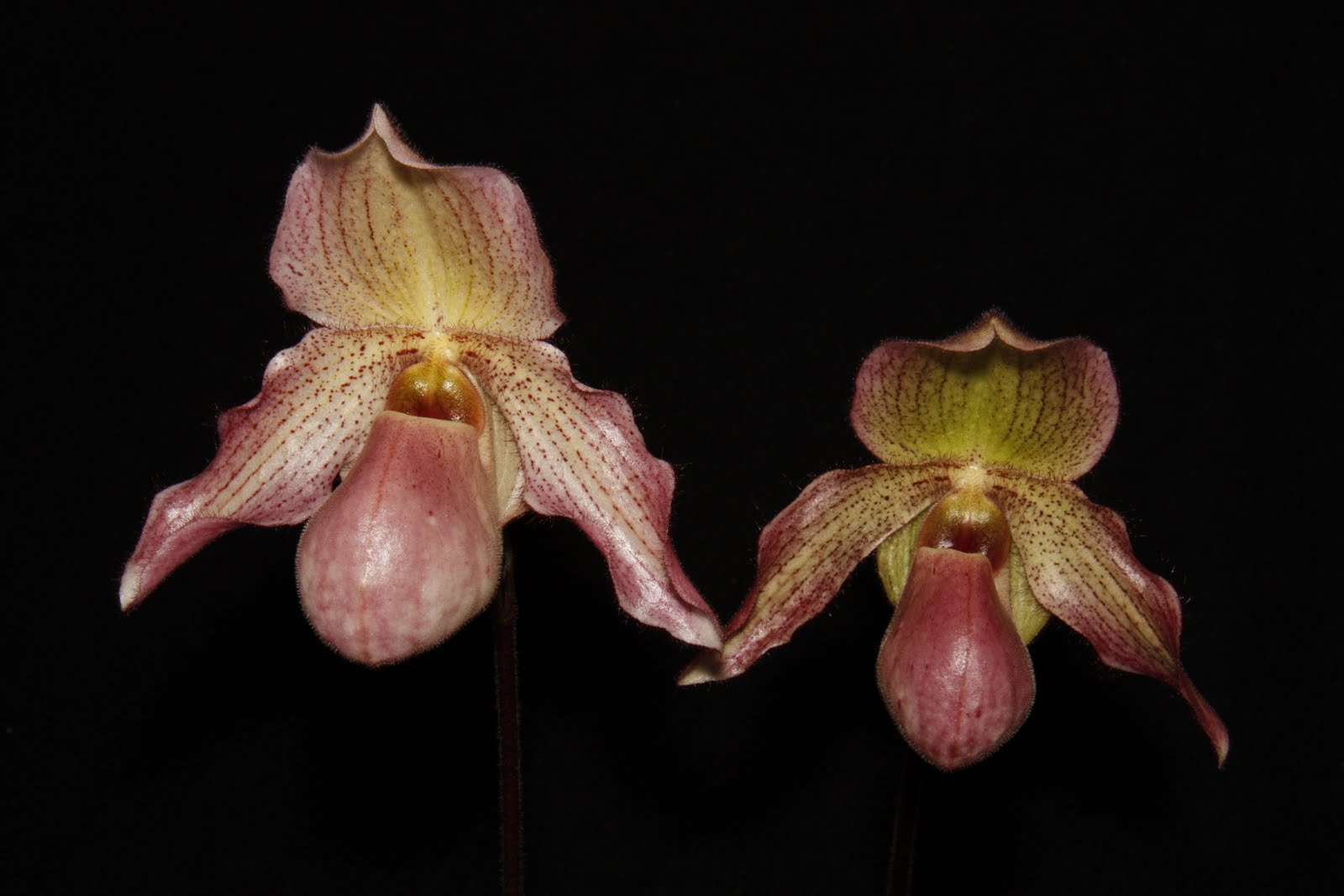 Orchid Arbour: June 2011