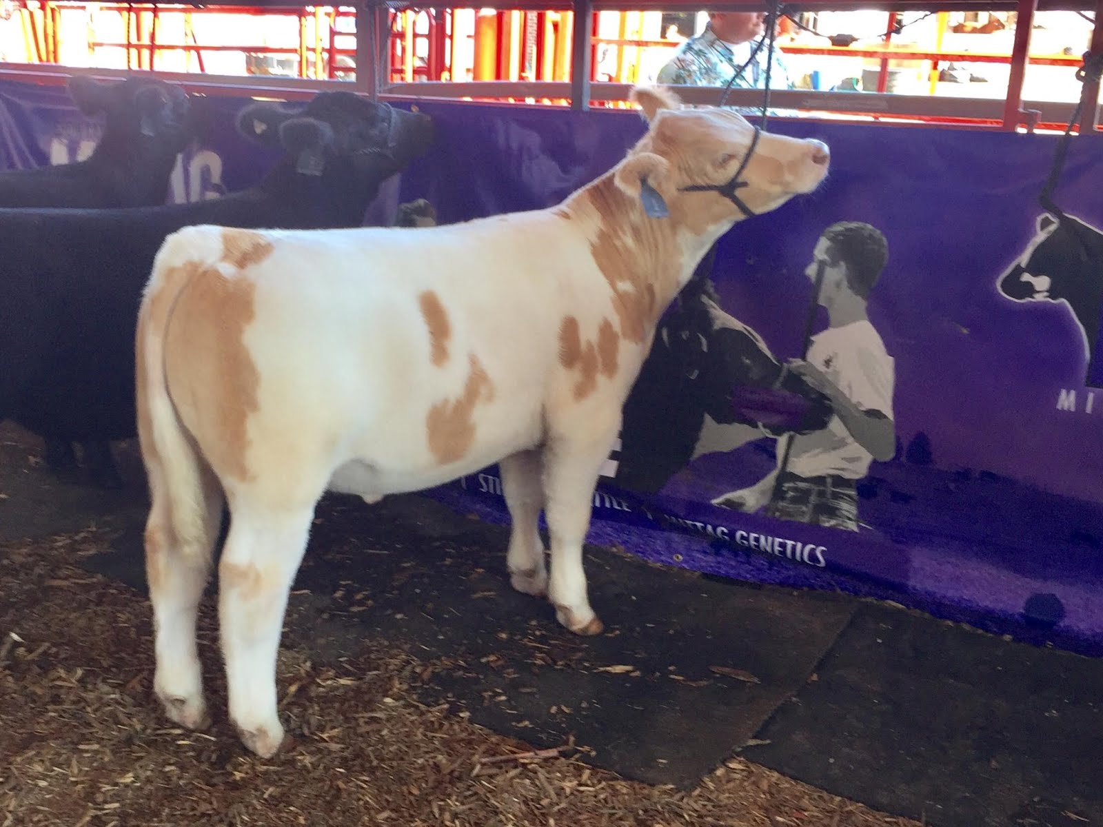MITTAG Blog: Hi Ho Silver Steer