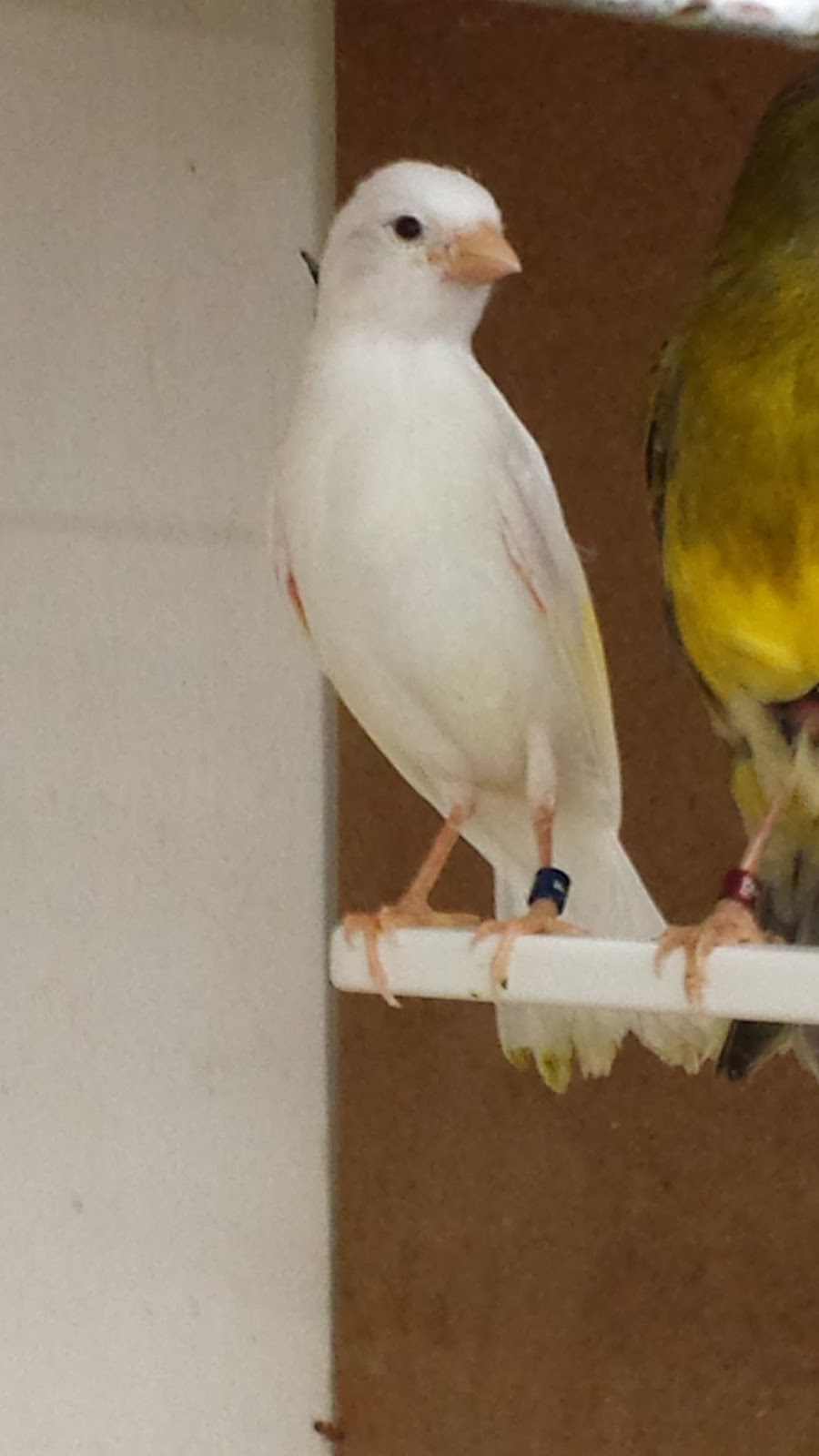 Canary Tales: Great Expectations - Irish Fancy