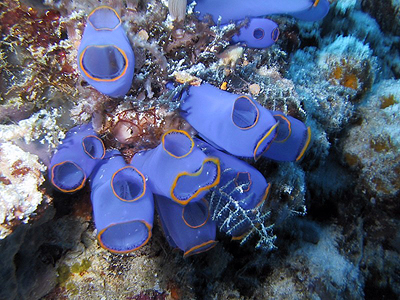 microBIO: Somos ascidias