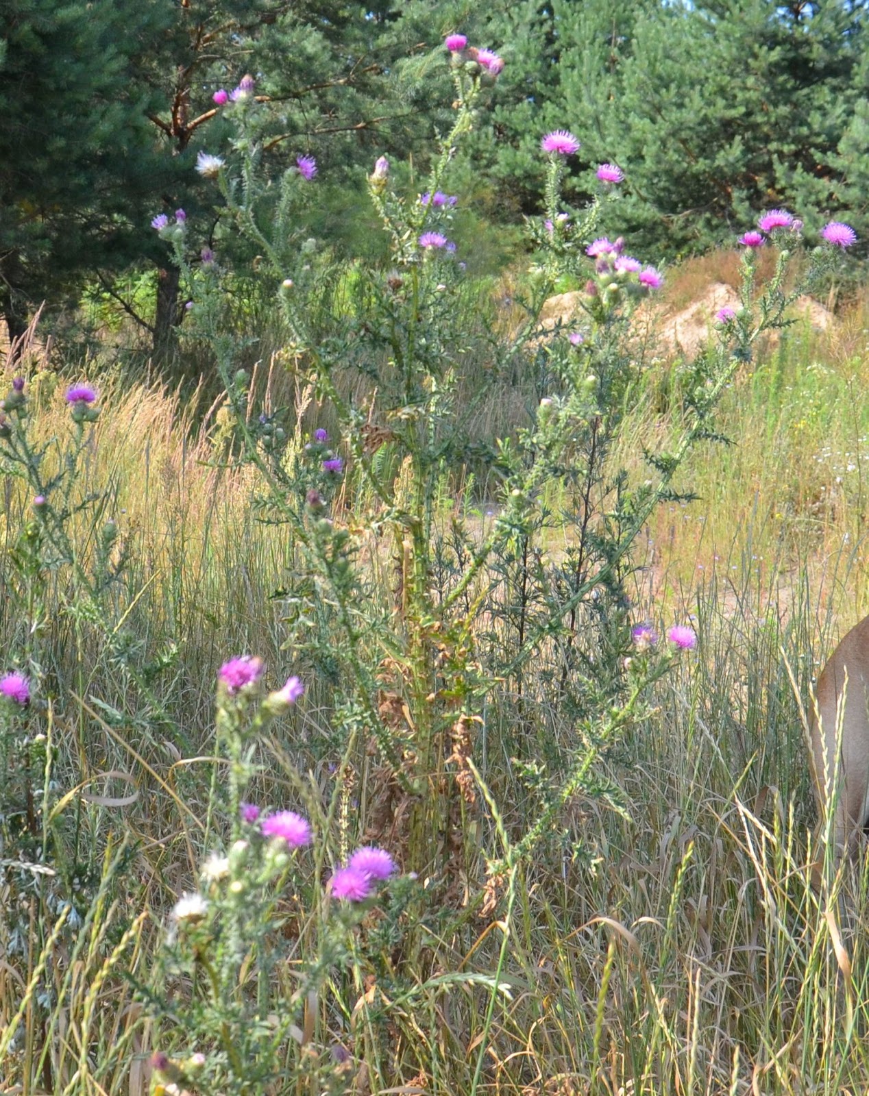 Ezoteryka i ja: Oset