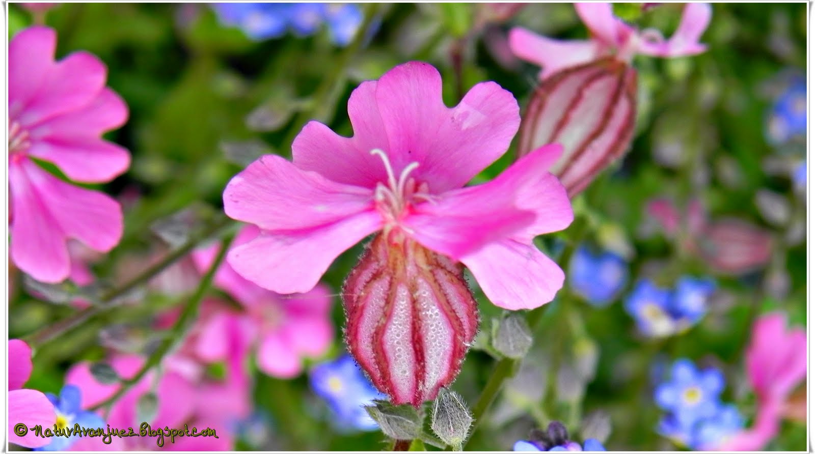 NaturAranjuez: Silene pendula