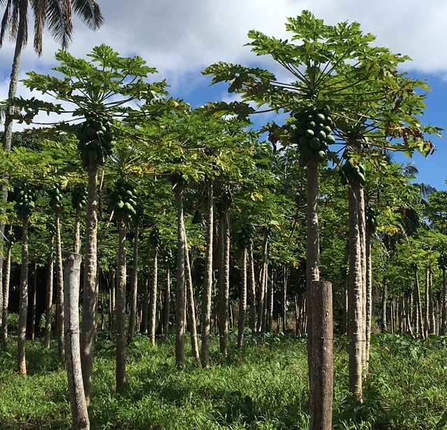 Thomsons In Tonga: Crops In the Bush