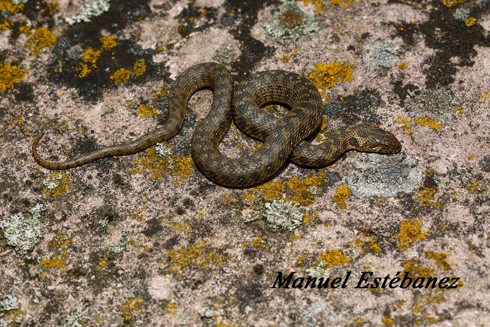 Miradas Cantábricas: Culebra viperina (Natrix maura)