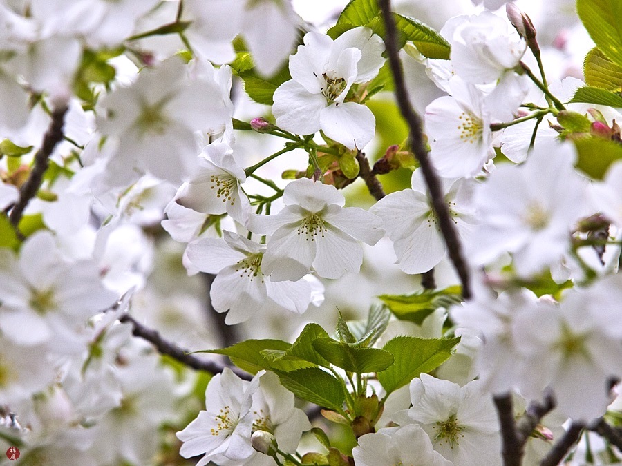 FROM THE GARDEN OF ZEN: April 2013